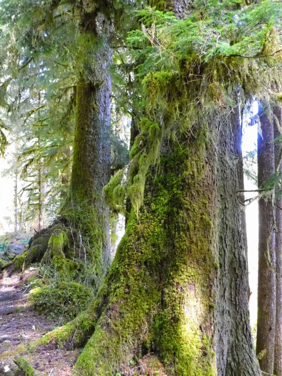 How to Visit the Hoh Rainforest – Top Left Adventures