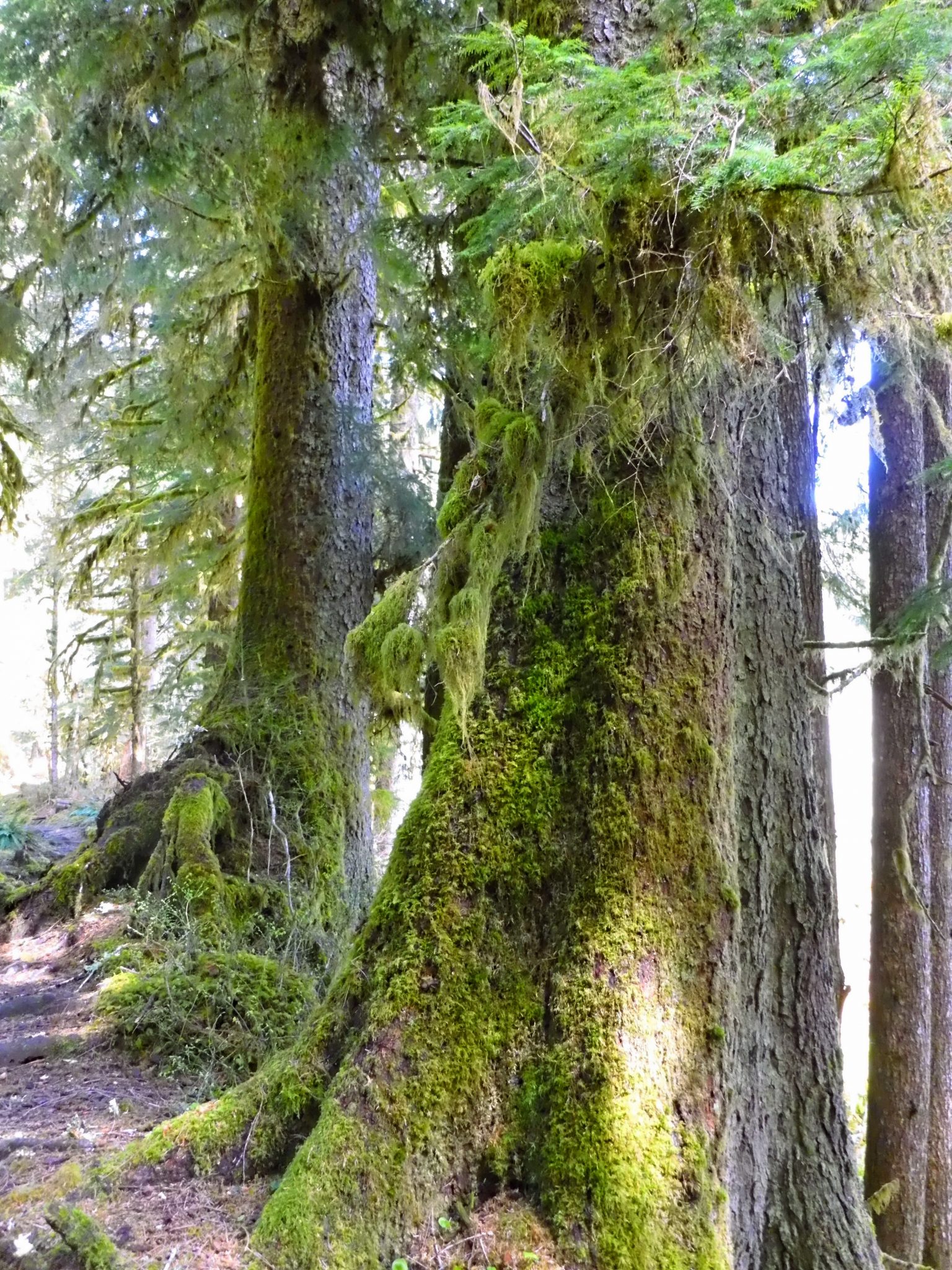 How to Visit the Hoh Rainforest – Top Left Adventures