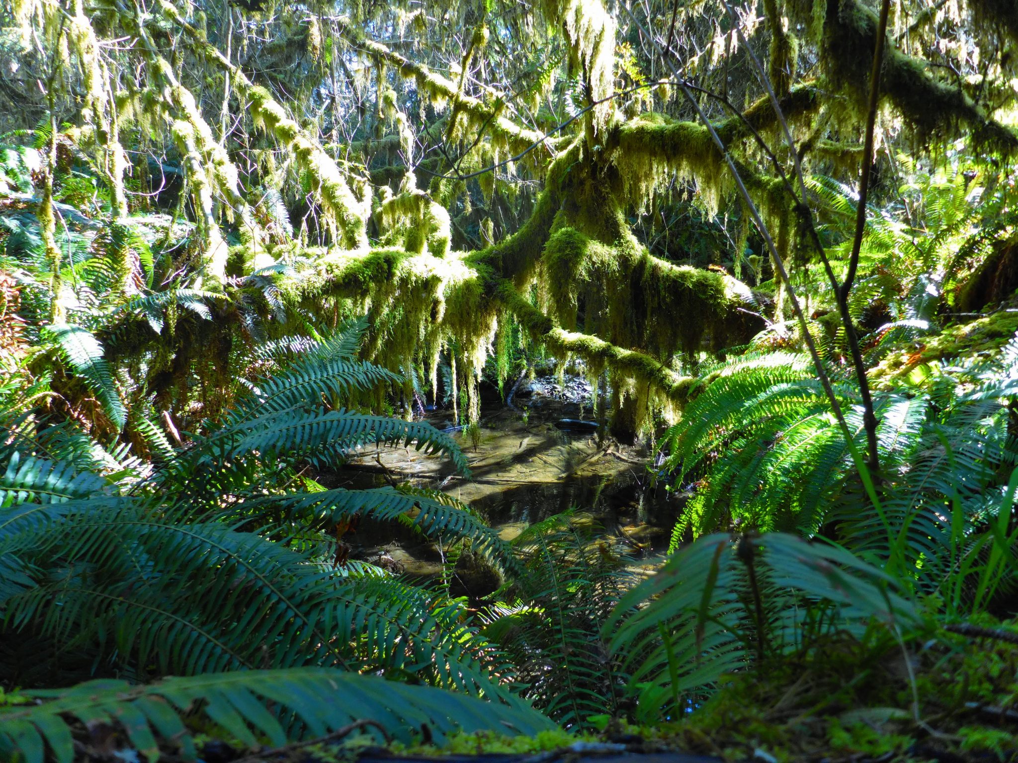 How to Visit the Hoh Rainforest – Top Left Adventures
