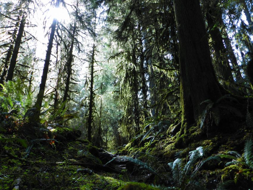 How to Visit the Hoh Rainforest – Top Left Adventures