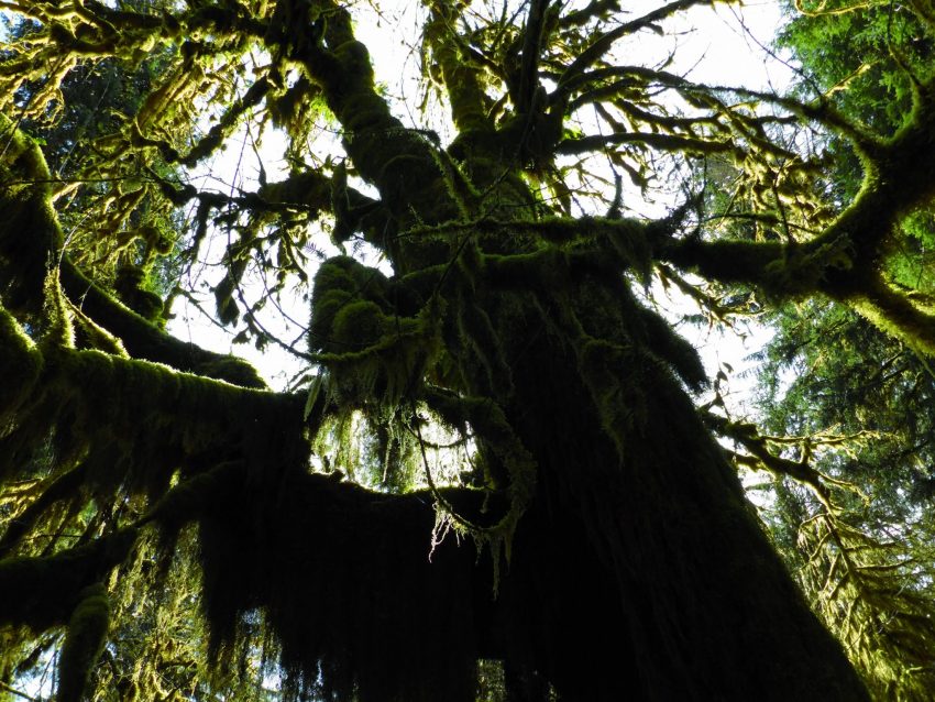 How to Visit the Hoh Rainforest – Top Left Adventures