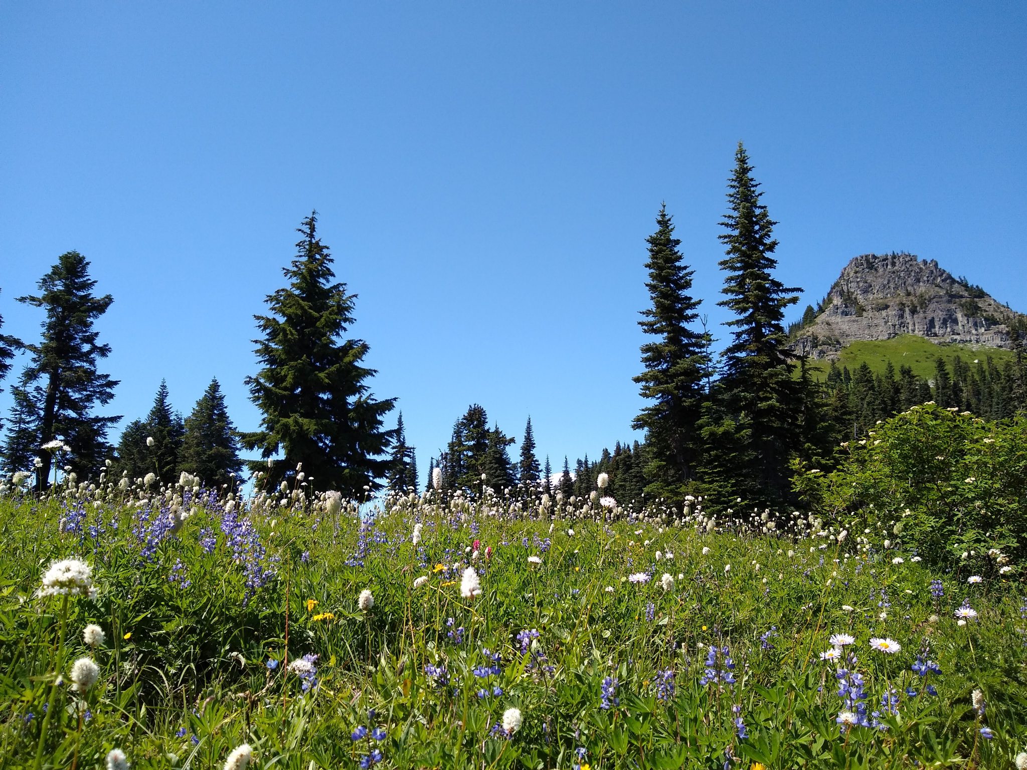 Mt Rainier wildflower hikes with less crowds – Top Left Adventures