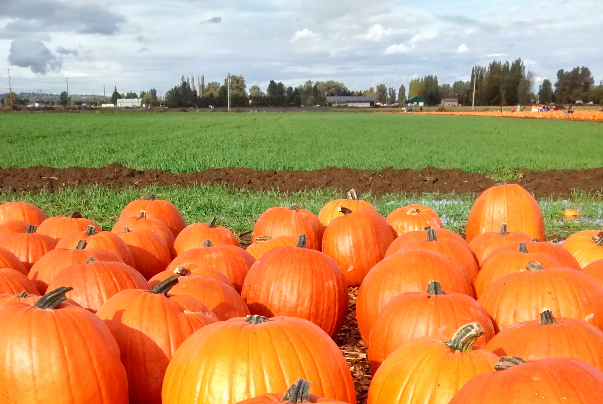 Pumpkin Patch