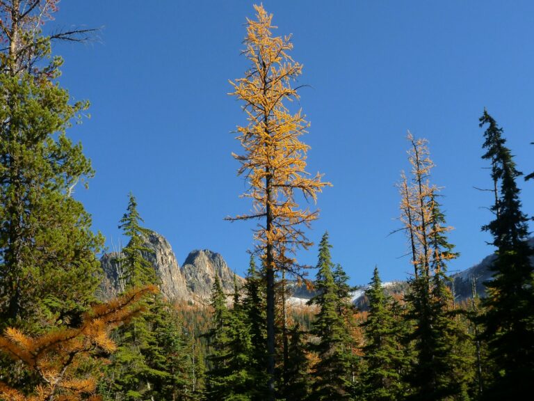 Top 12 Golden Larch Hikes in Washington that are not Maple Pass – Top ...