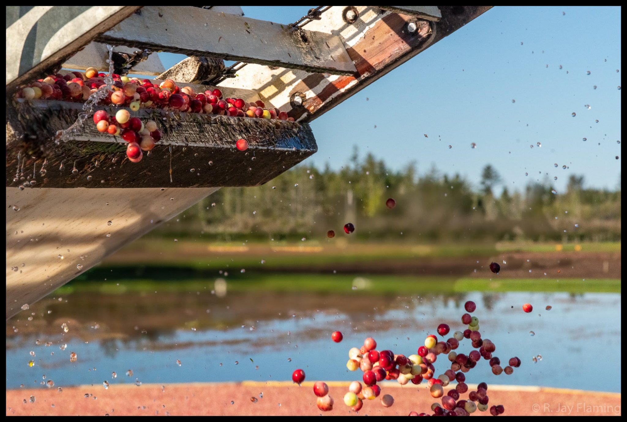 Inside the Washington Cranberry Bog – Top Left Adventures