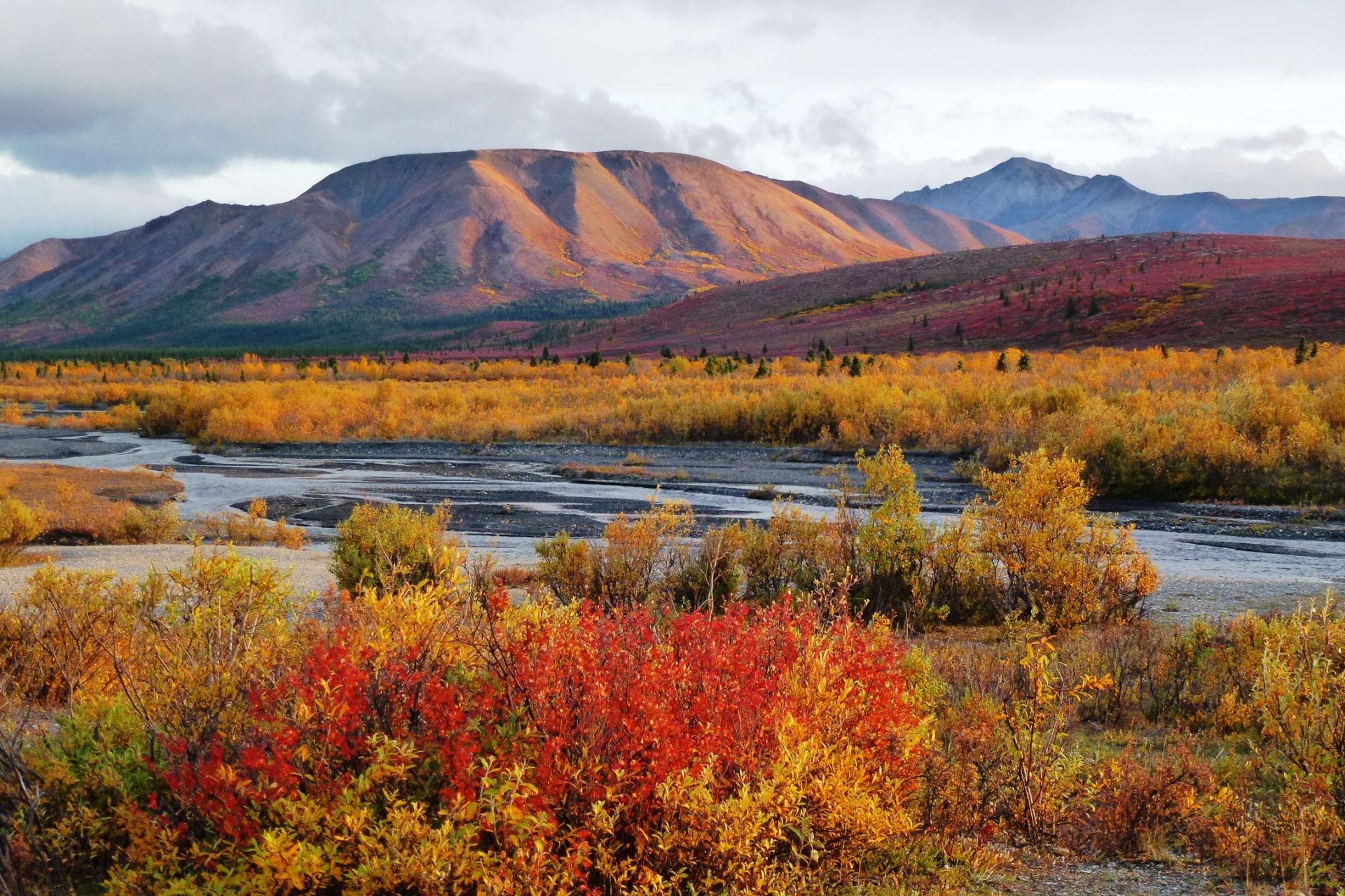 How to Visit Denali National Park – Top Left Adventures
