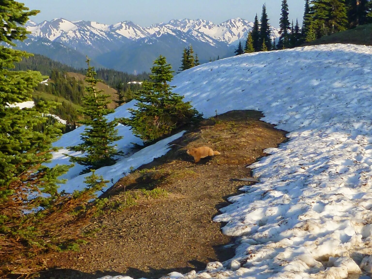 Summer Day Trip to Hurricane Ridge in Olympic National Park – Top Left ...