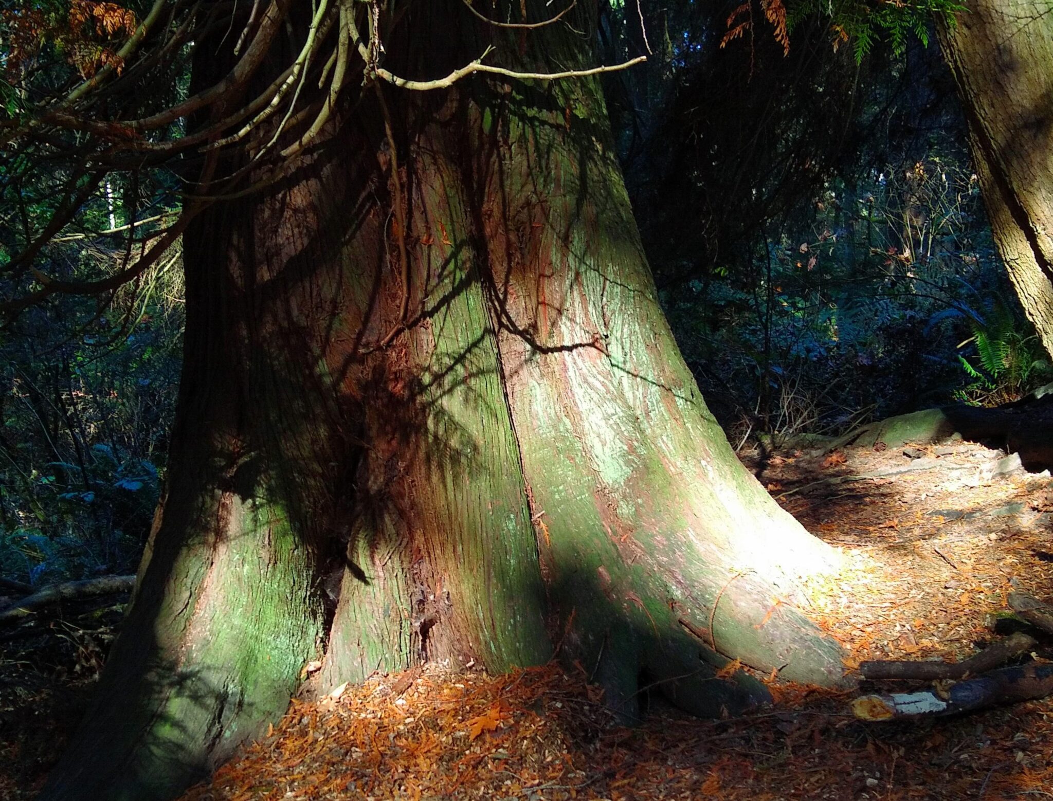 Where to Find Old Growth Forest in Seattle – Top Left Adventures