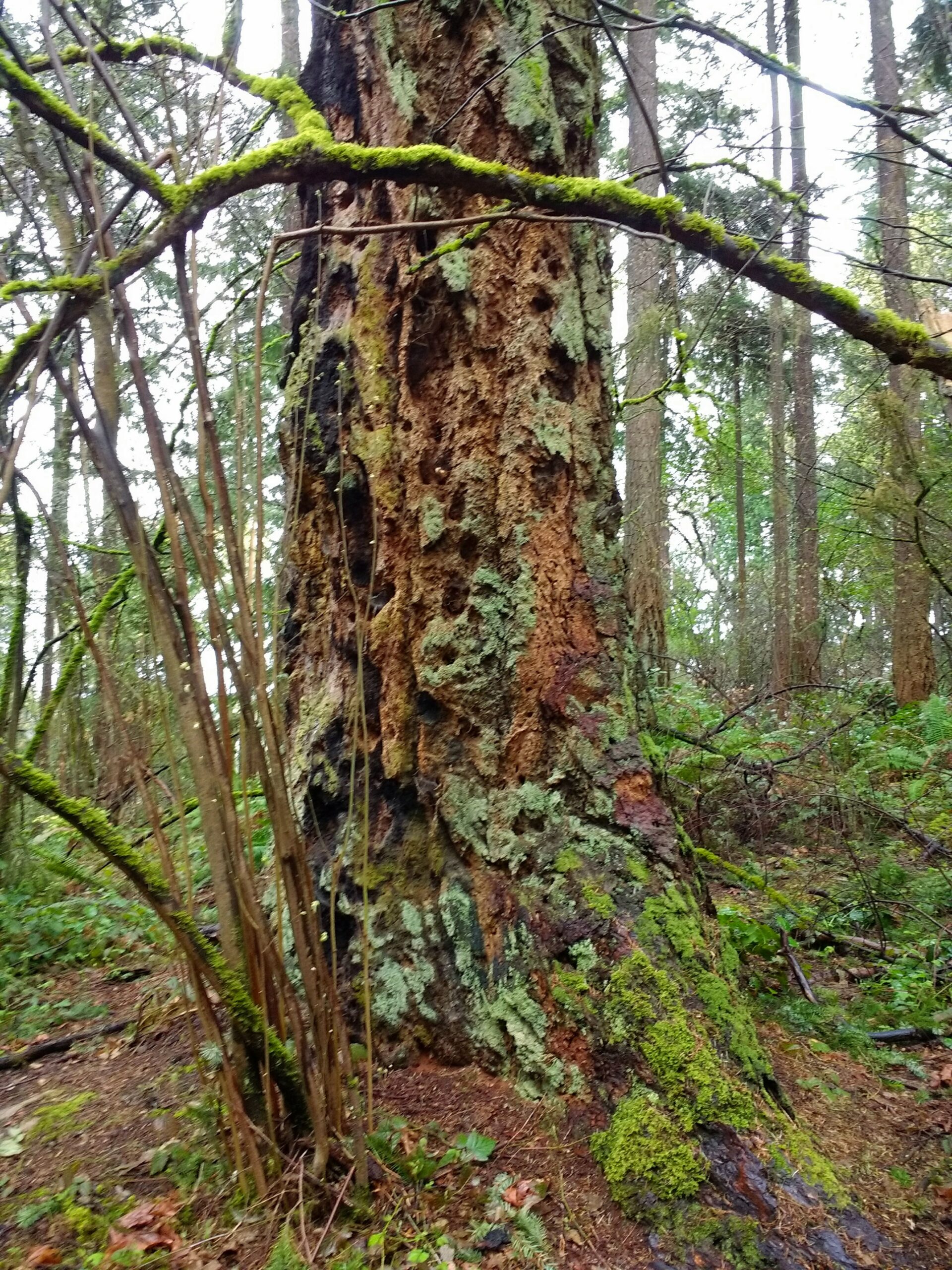 Where to Find Old Growth Forest in Seattle – Top Left Adventures
