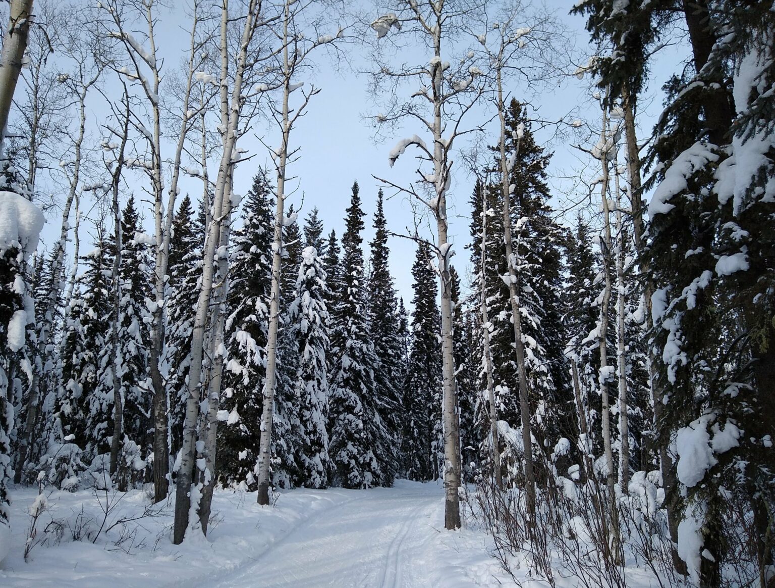 Fairbanks in Winter: 12 unique things to do while you wait for the ...