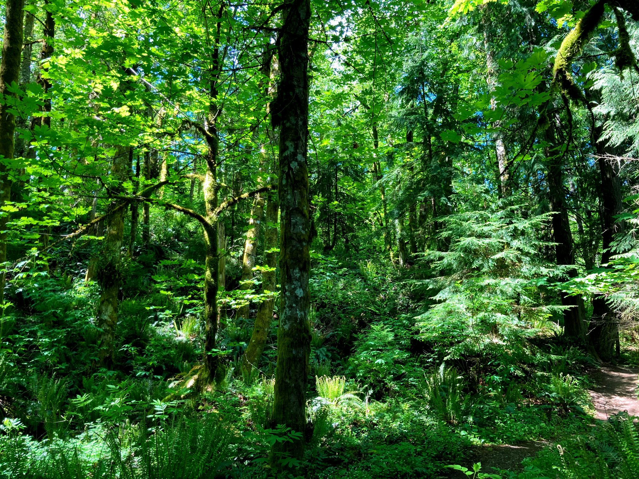 Margaret's Way Trail: Best Forest Hike near Seattle - Ordinary Adventures