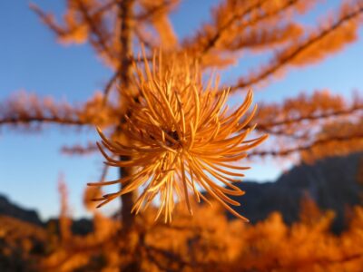 Top 12 Golden Larch Hikes in Washington that are not Maple Pass – Top ...