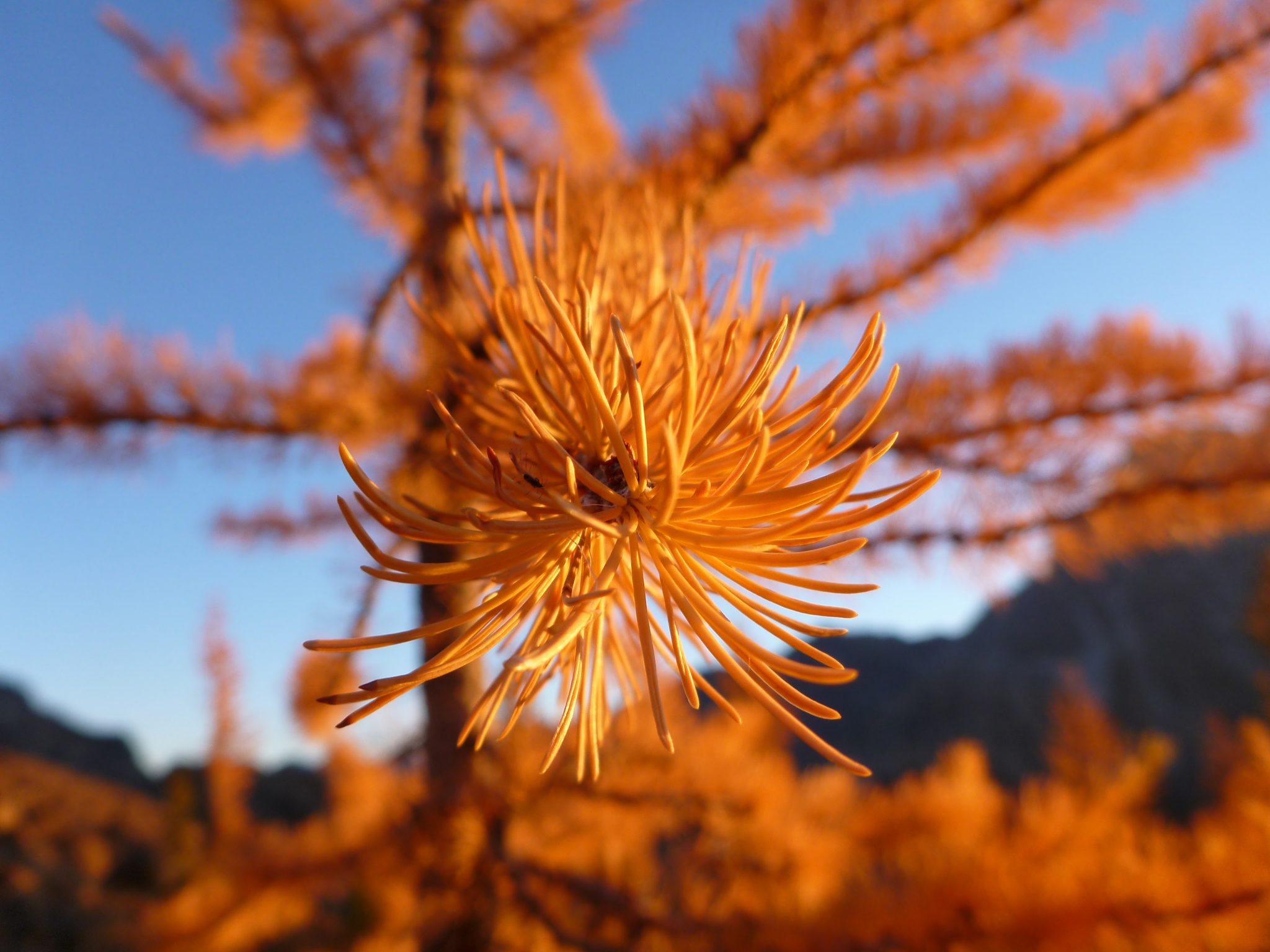 Top 12 Golden Larch Hikes in Washington that are not Maple Pass – Top ...