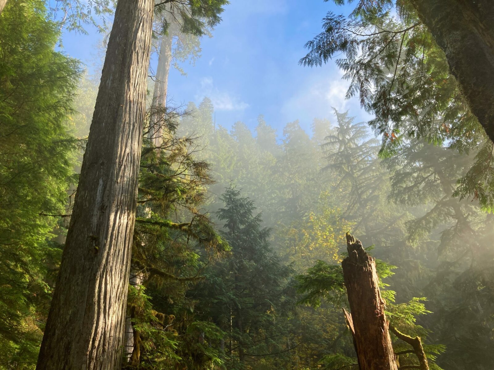 Boulder River Trail: Stunning Forest and Waterfalls – Top Left Adventures