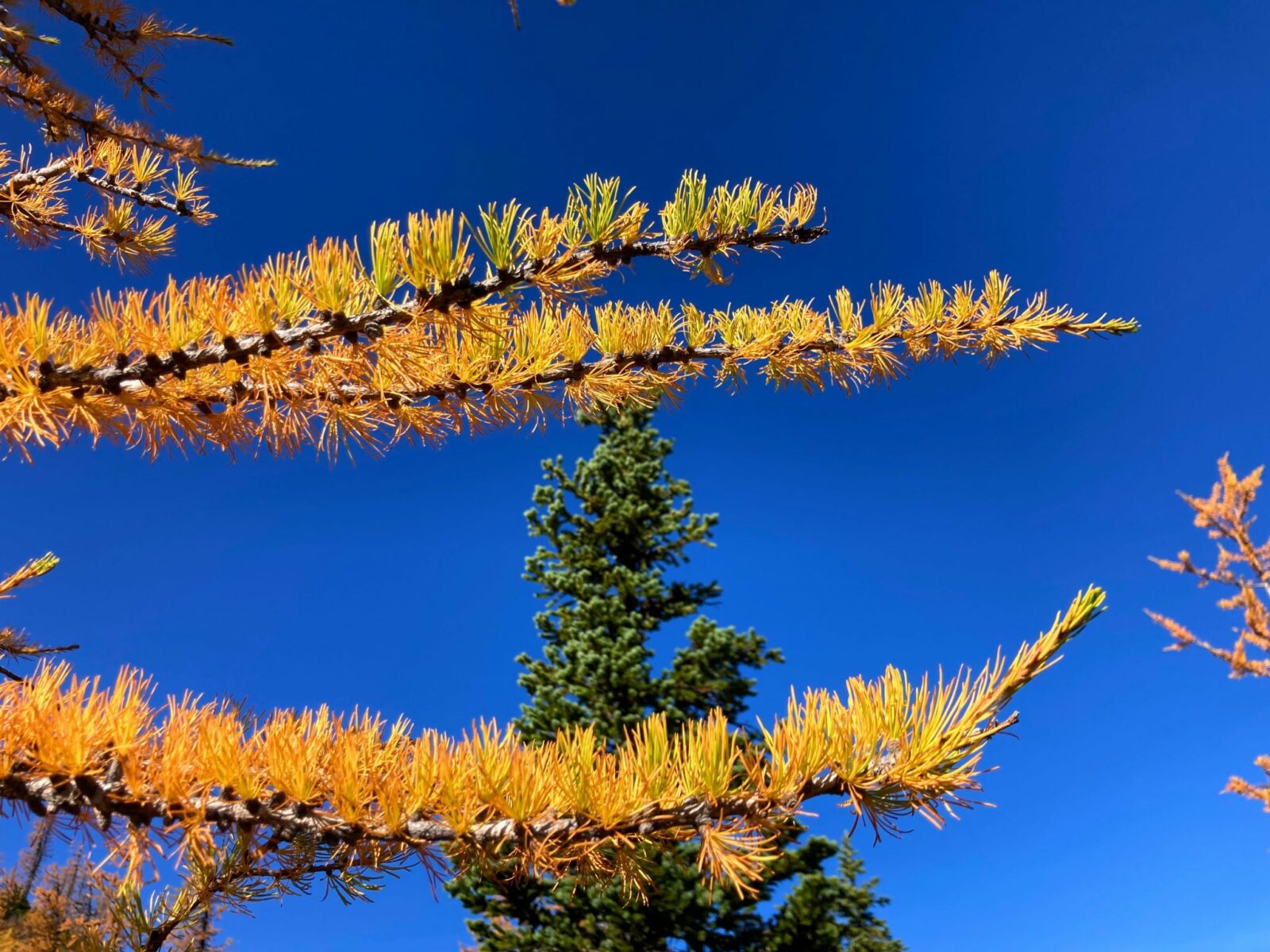 Top 12 Golden Larch Hikes in Washington that are not Maple Pass – Top ...