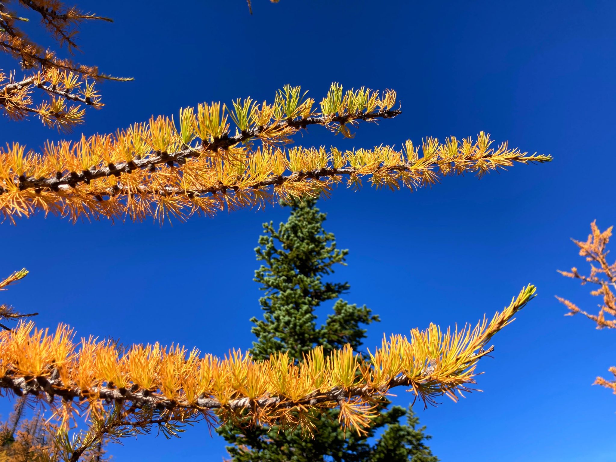 Top 12 Golden Larch Hikes in Washington that are not Maple Pass – Top ...