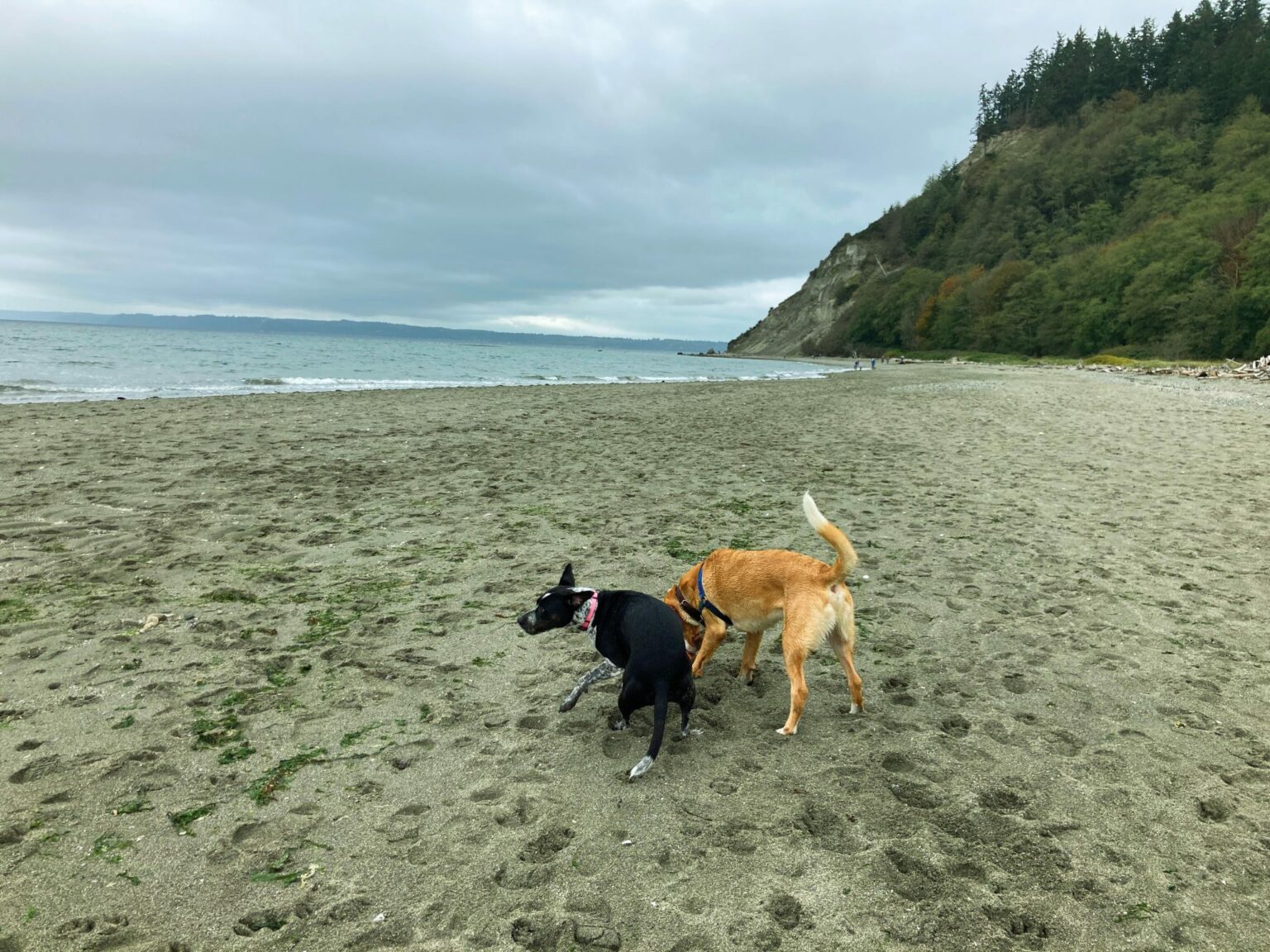 The Best Whidbey Island Hikes – Top Left Adventures