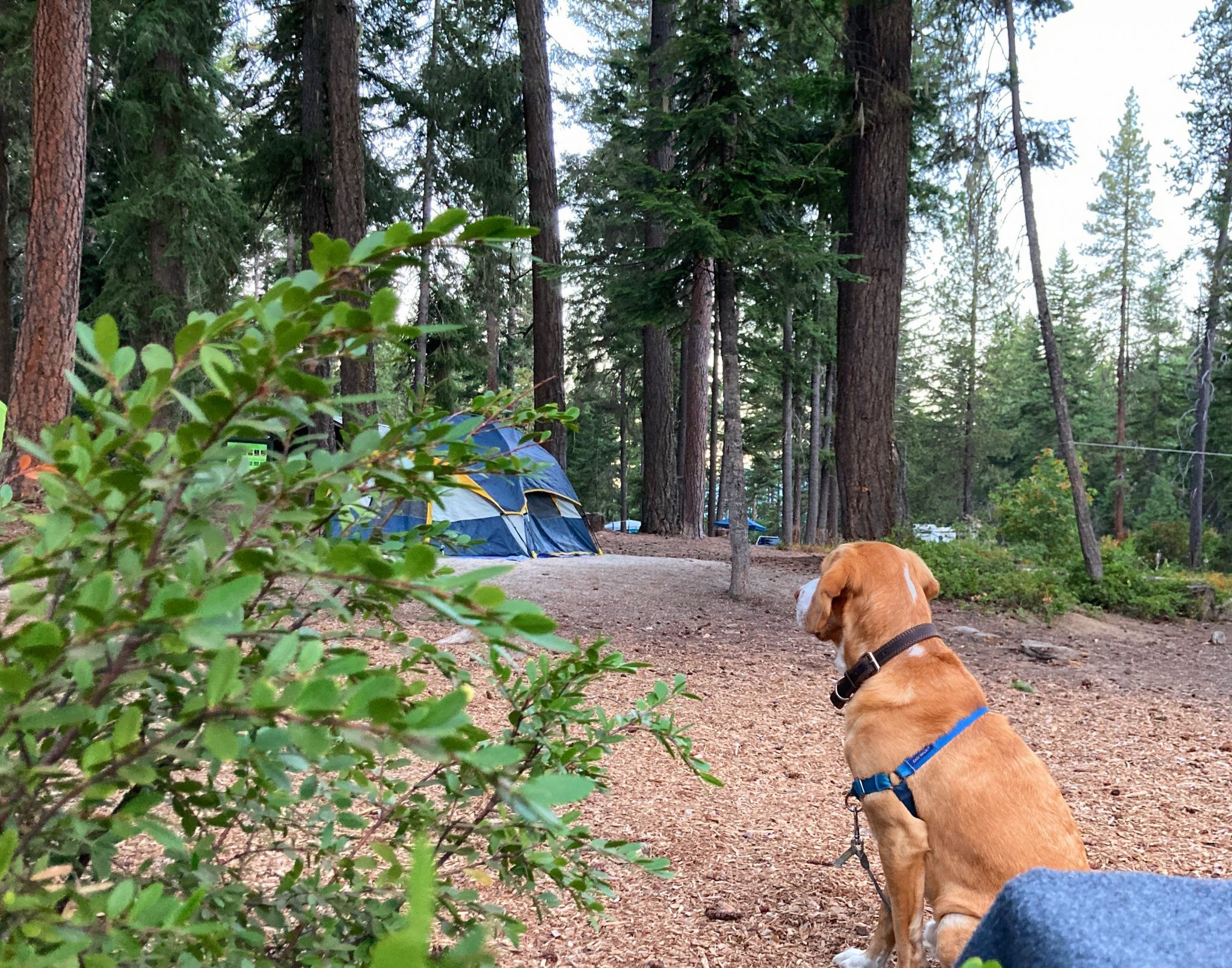 Lake Wenatchee Guide: Ideal Year Round Family Getaway – Top Left Adventures