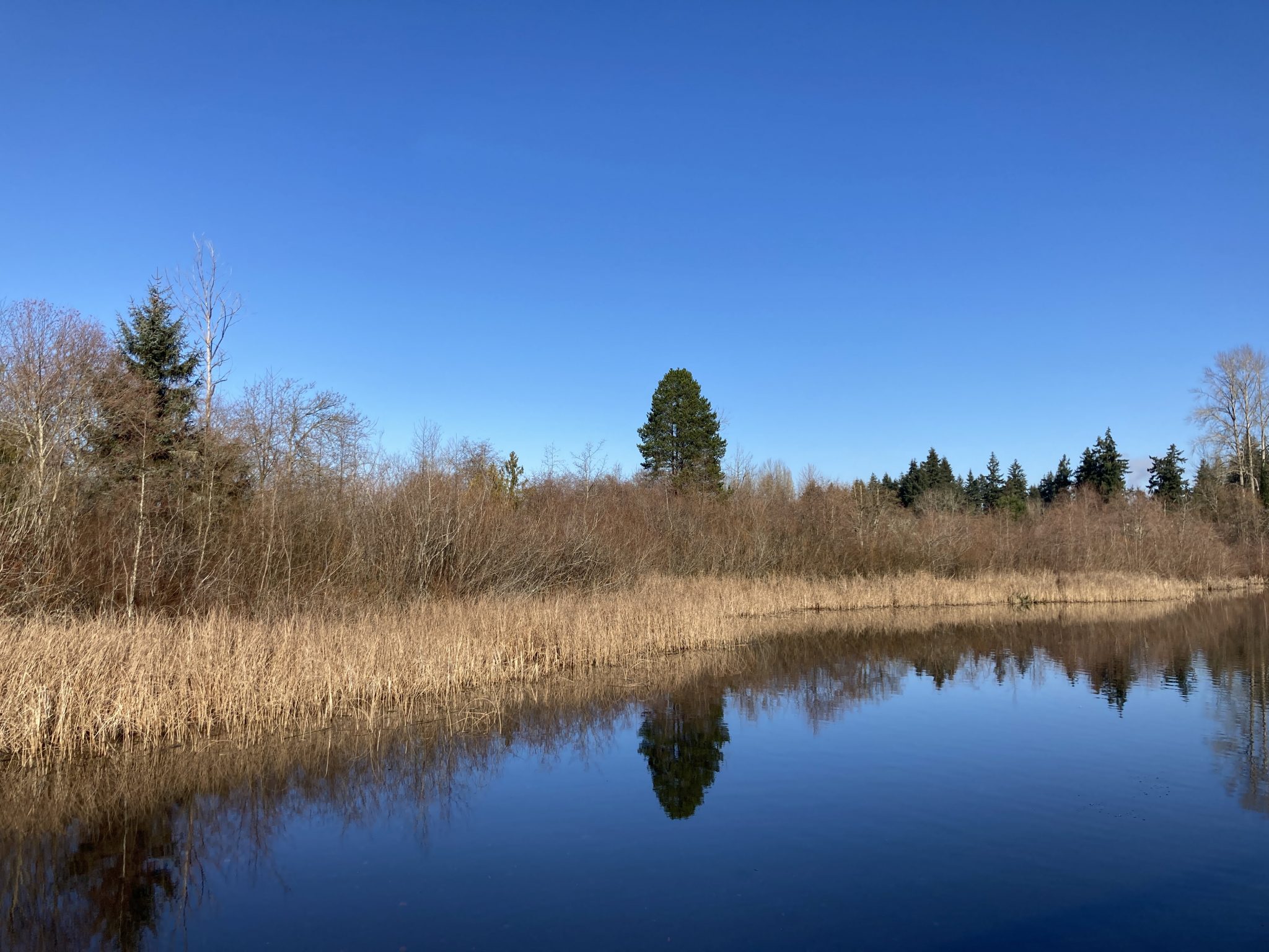 7 Surprisingly Awesome Hikes in Bellevue – Top Left Adventures