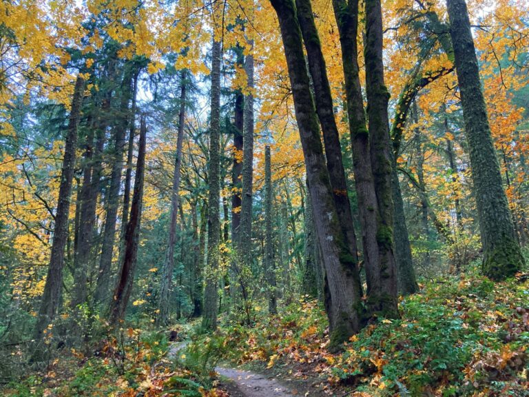 The Best Hikes in Issaquah – Top Left Adventures