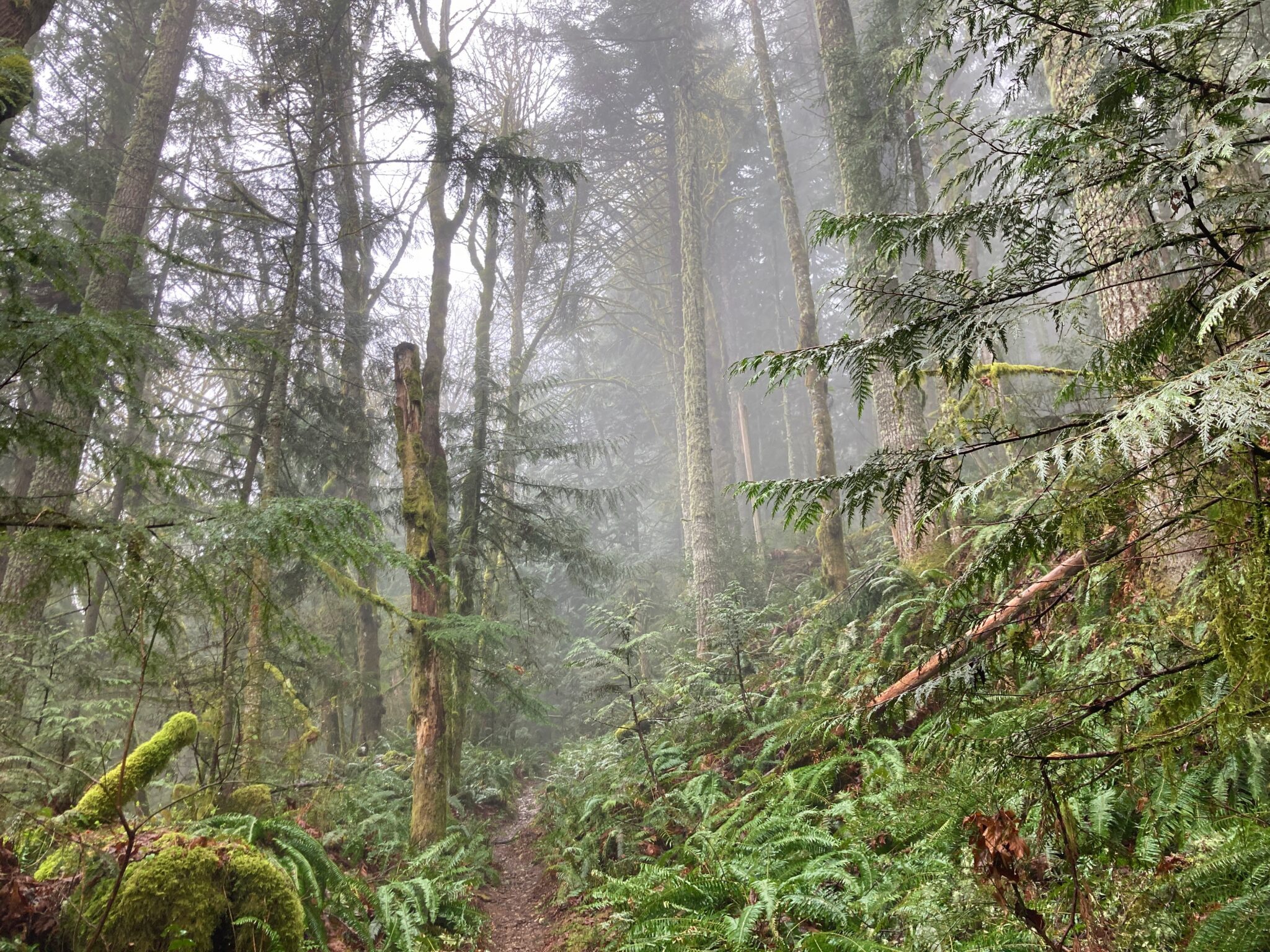 The Best Hikes in Issaquah – Top Left Adventures