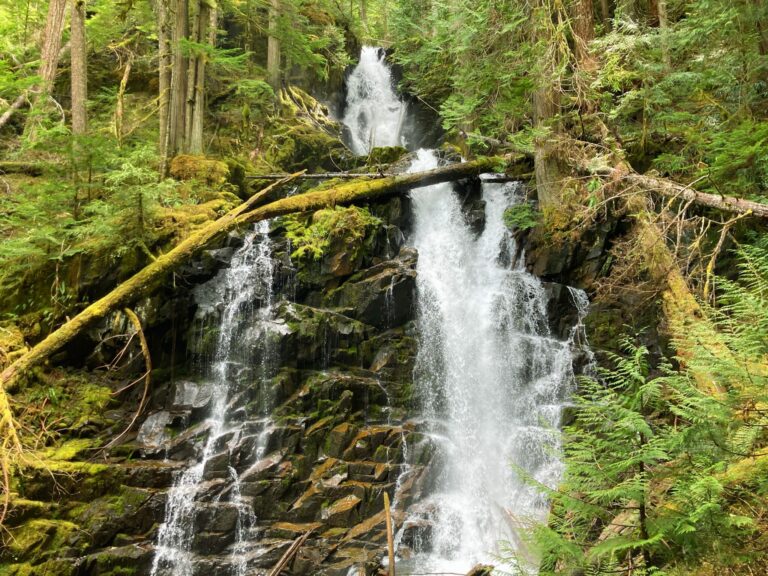 Carbon River Trail: Waterfalls and Giant Trees in Mt Rainier National ...