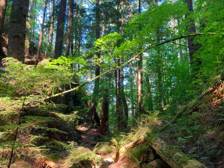 Hiking the Boulder Garden Loop on Mt Si – Top Left Adventures