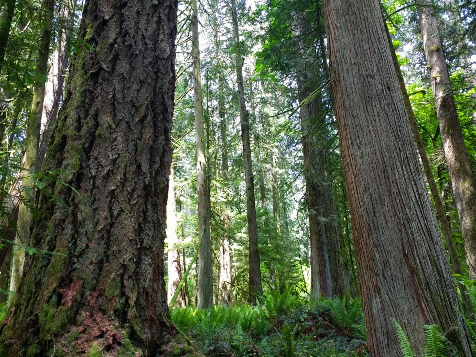 Perfect Mt St Helens day trip from Seattle or Portland – Top Left ...