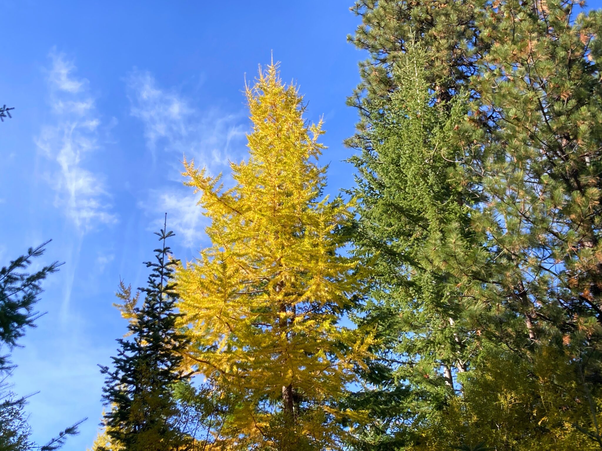 Top 12 Golden Larch Hikes in Washington that are not Maple Pass – Top ...