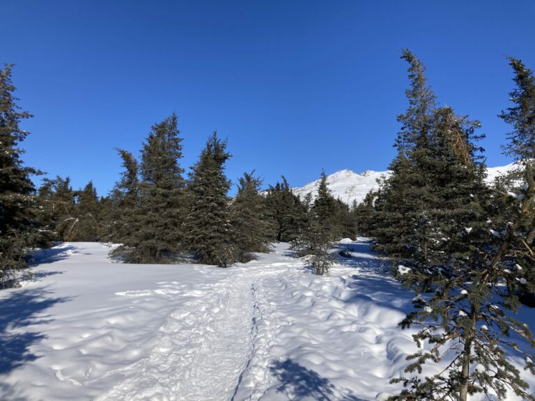 How to visit Denali National Park in Winter – Top Left Adventures