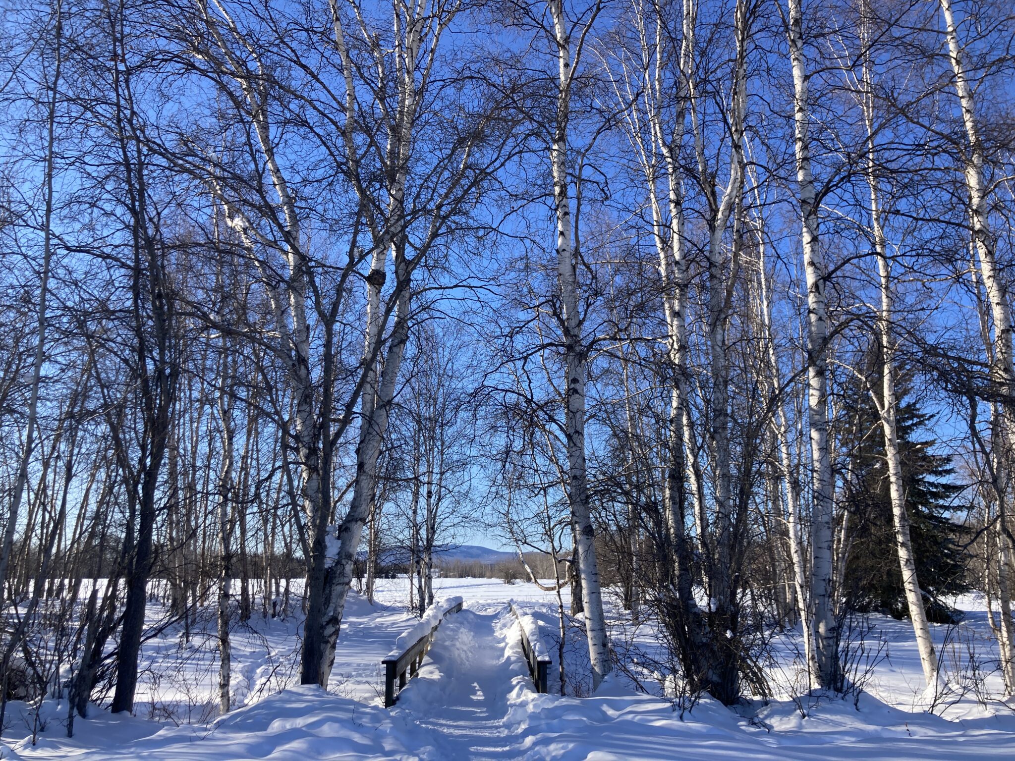 25 Unique Things to do in Fairbanks Alaska - Ordinary Adventures