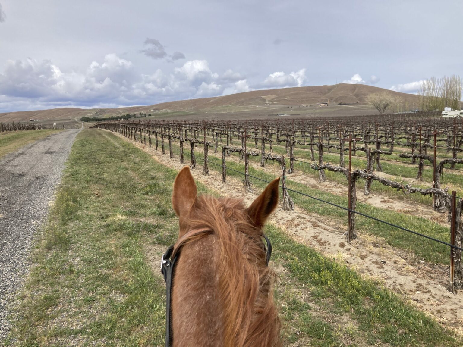 Seatteite’s reasons to visit Tri-Cities, Washington – Top Left Adventures