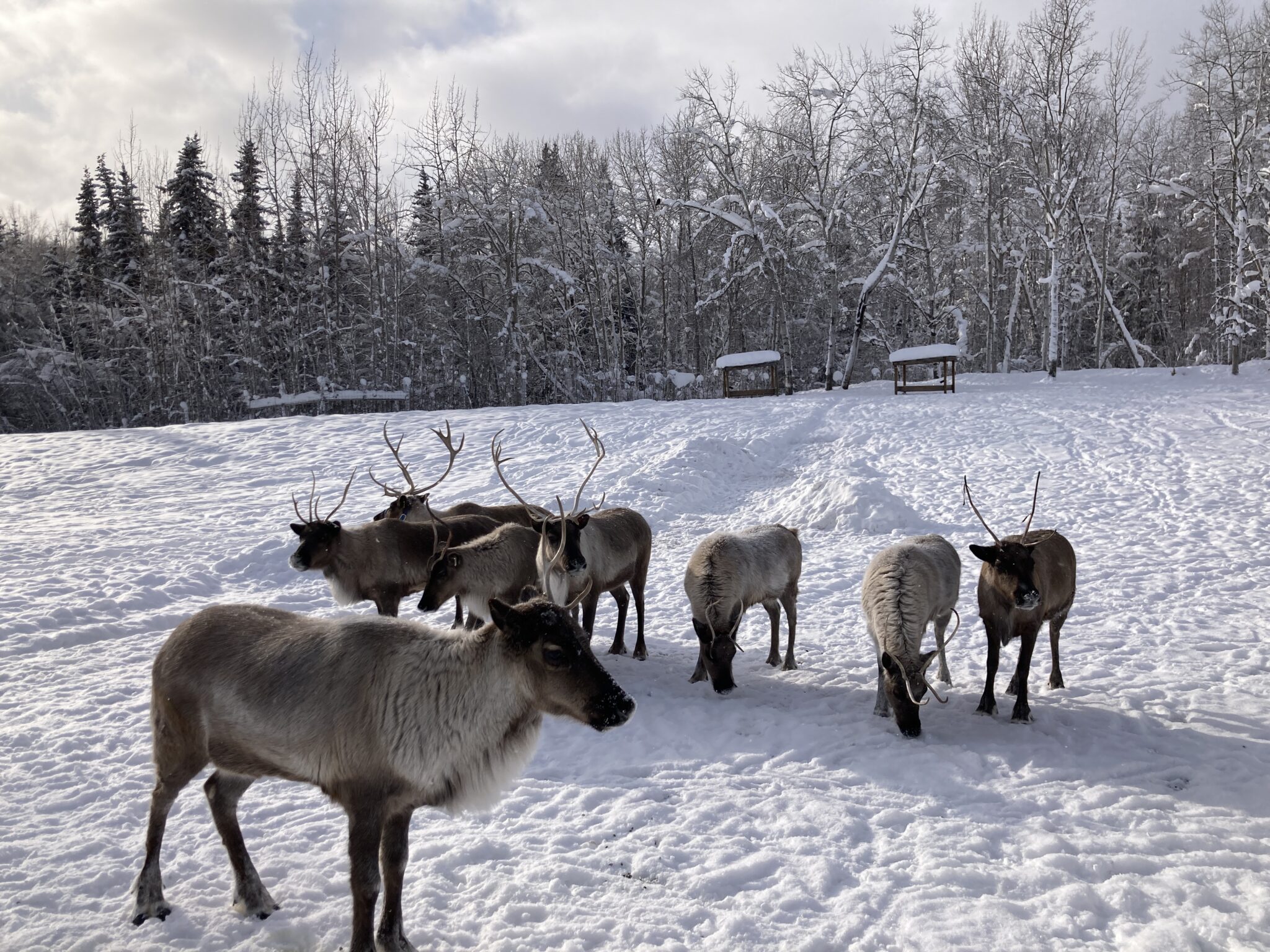 Large Animal Research Station Tour Review (Fairbanks, Alaska) – Top ...