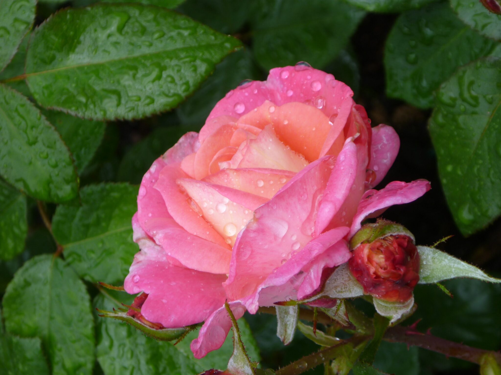 15 Best Things to do in Victoria, BC and 3 day itinerary – Top Left ...