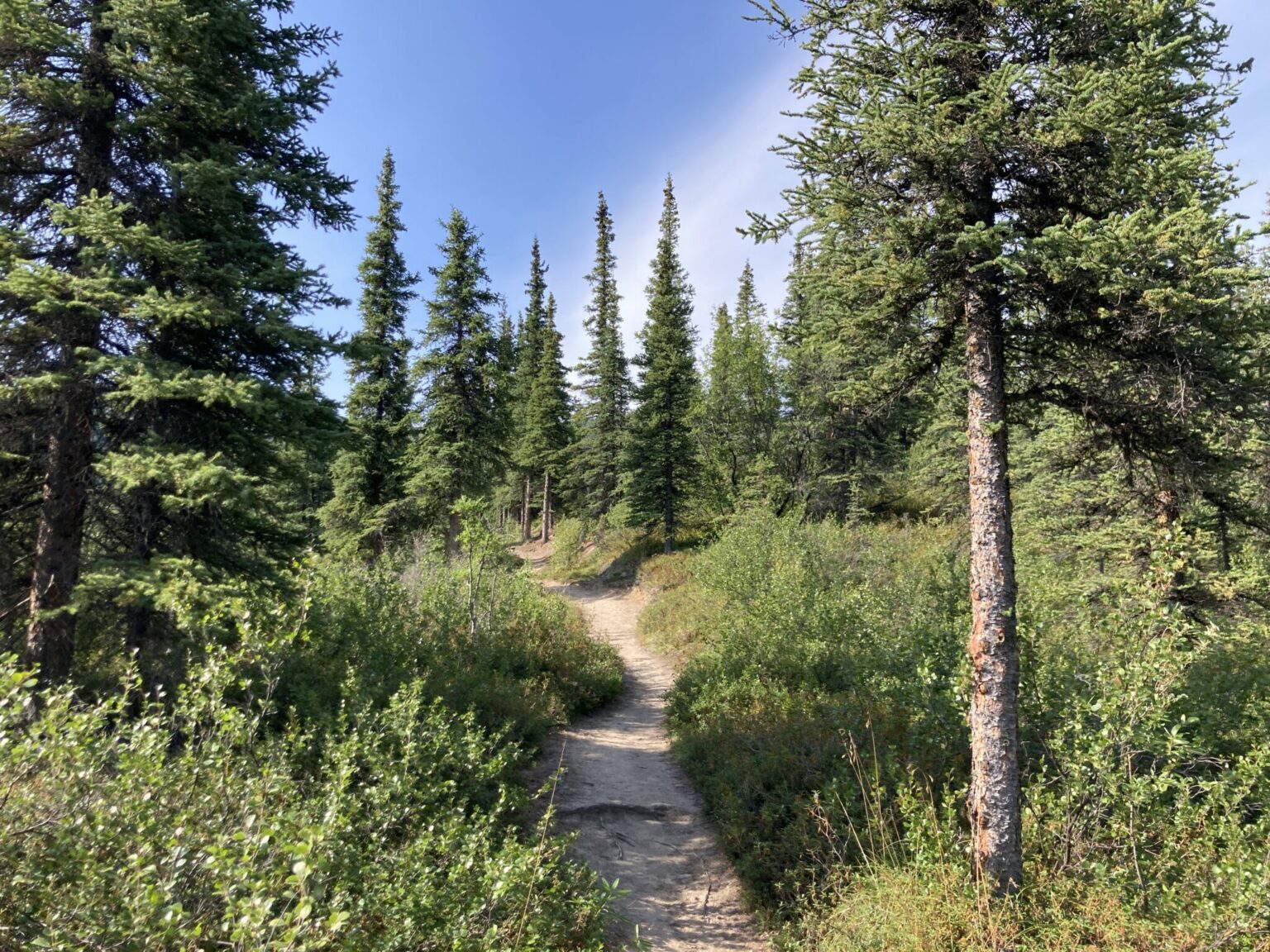 Hiking the Triple Lakes Trail in Denali National Park – Top Left Adventures
