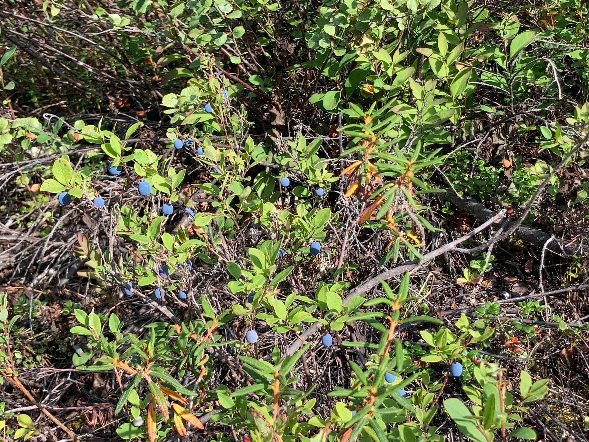 Hiking the Triple Lakes Trail in Denali National Park – Top Left Adventures