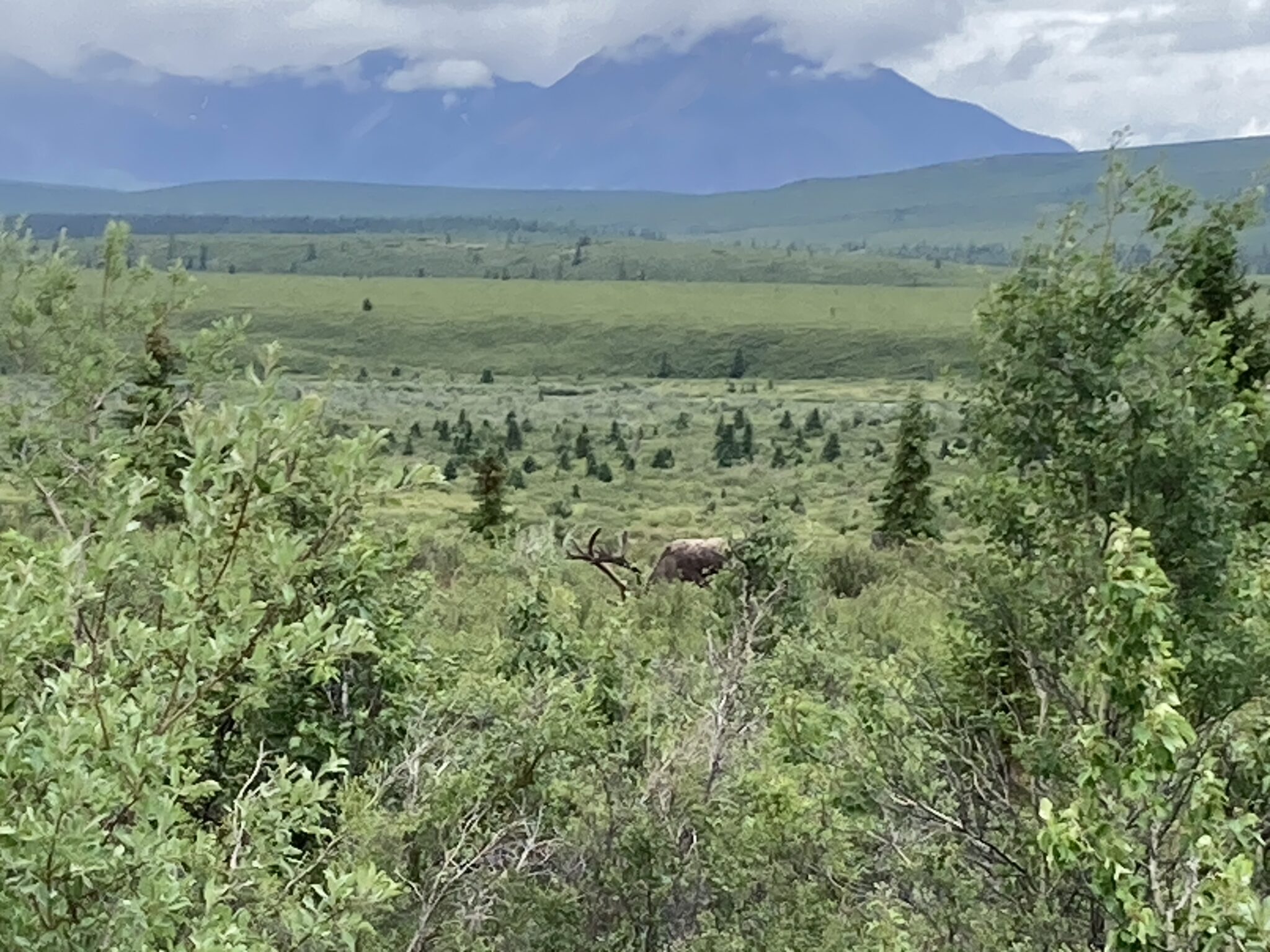 How to Visit Denali National Park – Top Left Adventures
