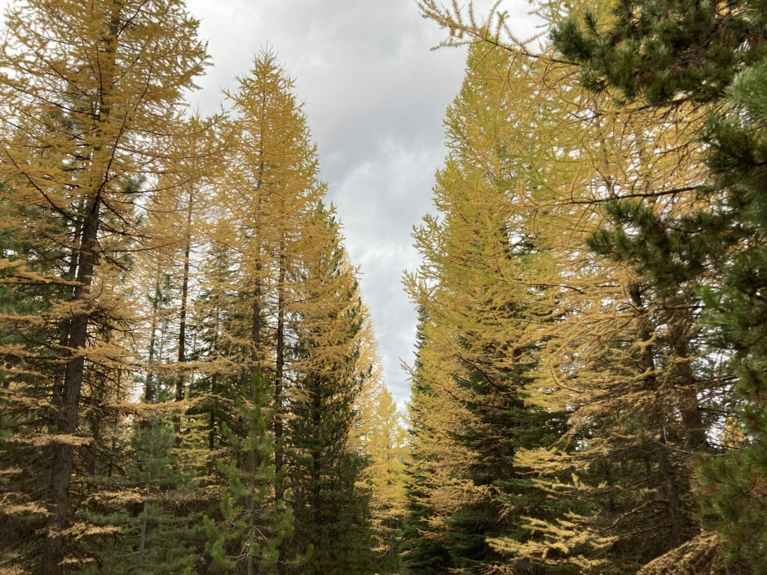 Top 12 Golden Larch Hikes in Washington that are not Maple Pass – Top ...