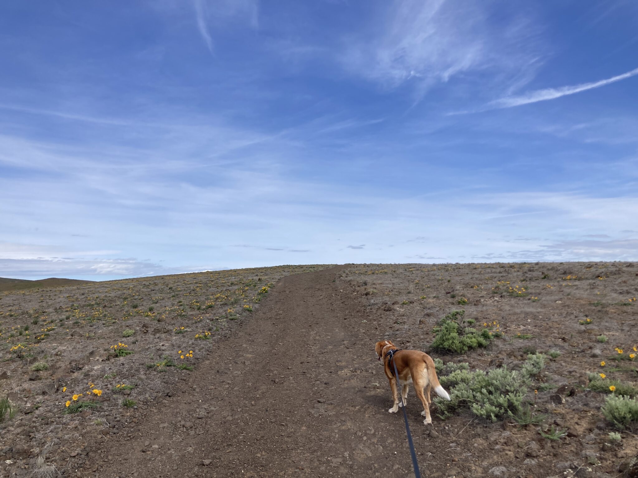 Ginkgo Petrified Forest State Park Trail Guide – Top Left Adventures