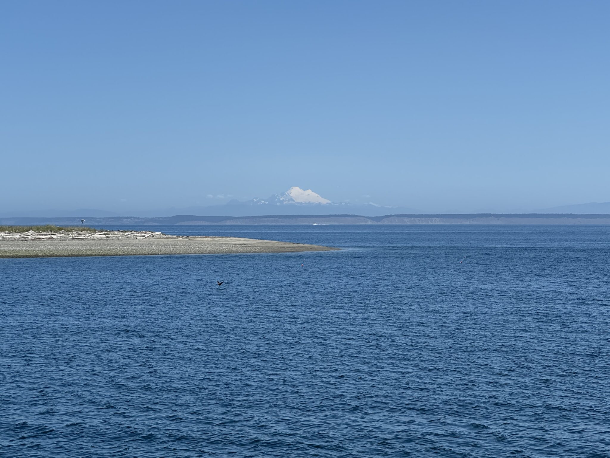 Puget Sound Express Whale Watching in Edmonds (Review) – Top Left ...